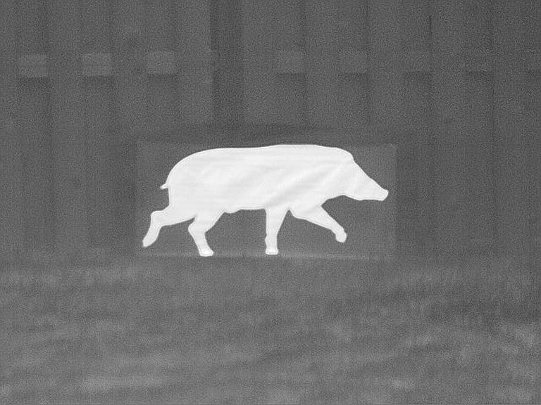 Wild Hog Target – Down Range Thermal